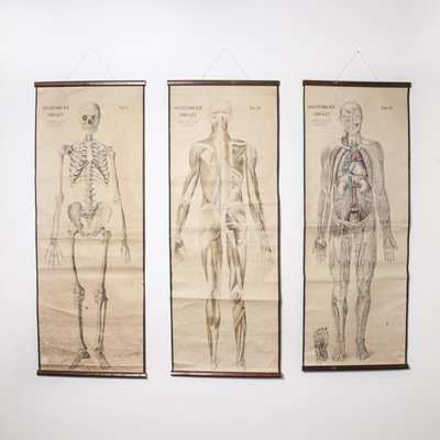 Authentic Vintage Anatomy Pull Down Chart, Rare Medical School Chart ...