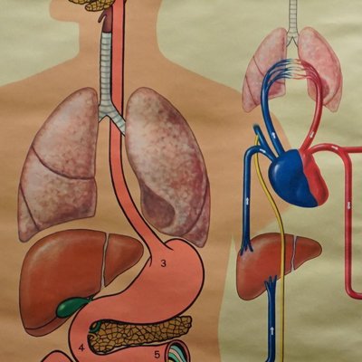 Medical Body Chart