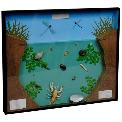 ecosystem display