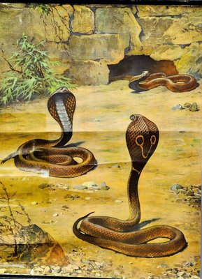 Cobra Snake Painting