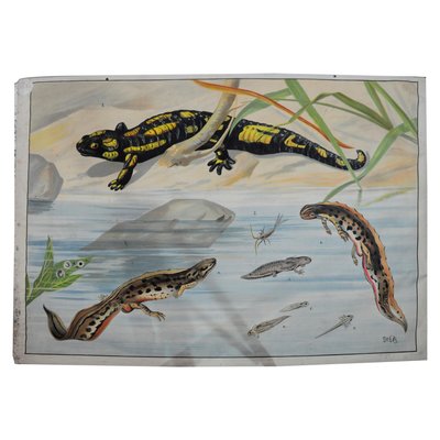 tadpole newt
