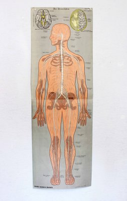 Life Size Anatomy Poster