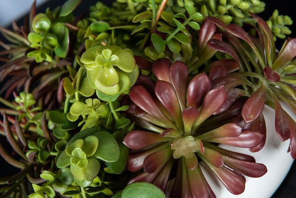 Plants That Are Fat