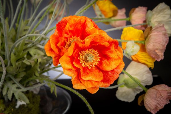 Tuscan Poppy Flowers Original Oil Painting Italy Tuscany Poppy Flowers