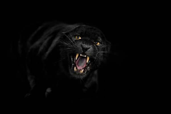 Black Leopard Roar