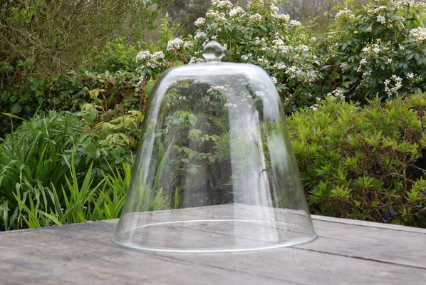 Extra Large Garden Cloche | Fasci Garden