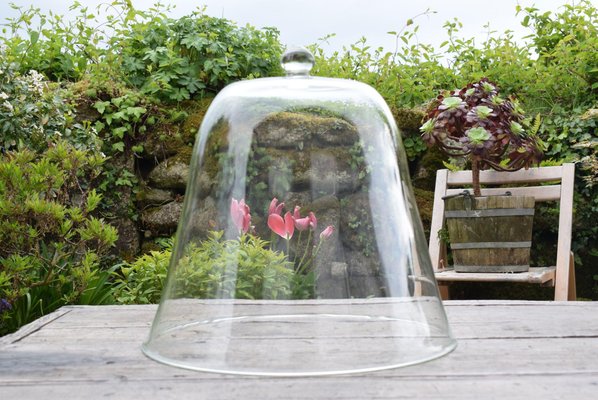 Extra Large Garden Cloche | Fasci Garden
