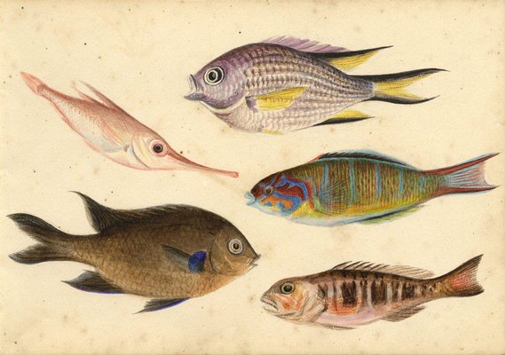 Trumpet Fish Drawing