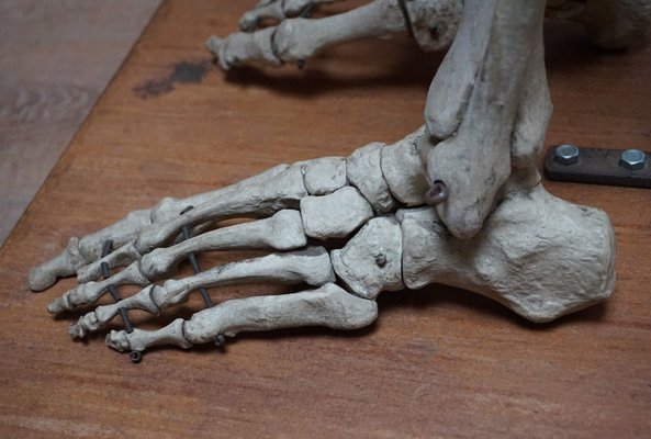 Skeleton Foot Model