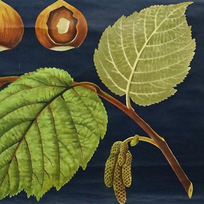 Hazelnut Bush