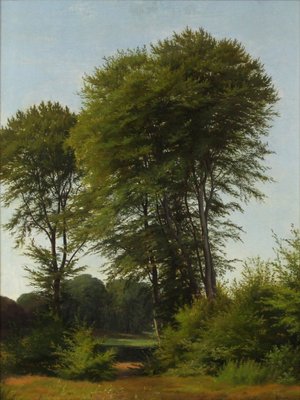 Deciduous Trees In Summer