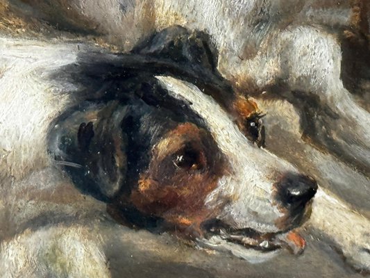 Jack Russell Terrier Ratting
