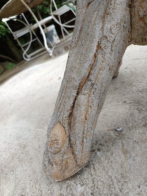 tree trunk concrete