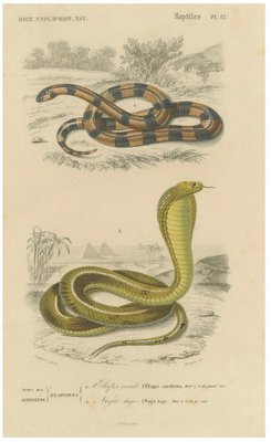 elaps corallinus common name