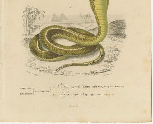 elaps corallinus snake