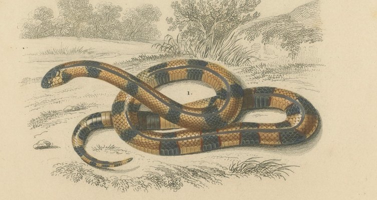 elaps corallinus common name