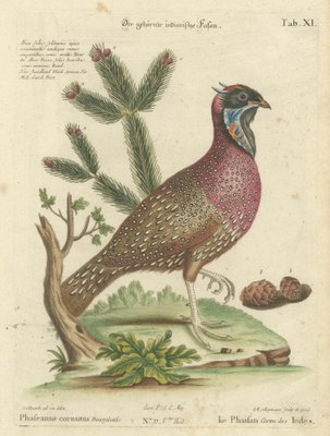 horned pheasant
