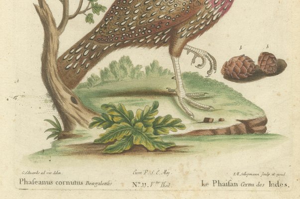 horned pheasant
