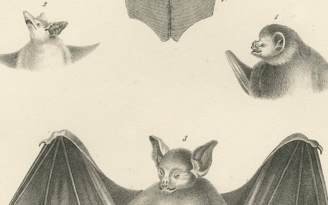 scientific bat drawing
