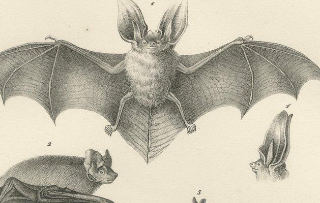 scientific bat drawing