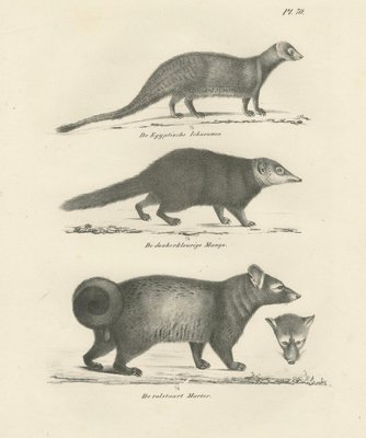 mongoose drawing