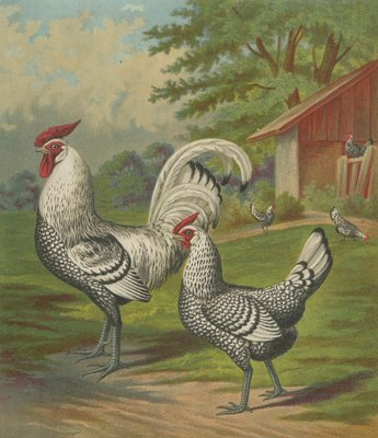 spangled chickens