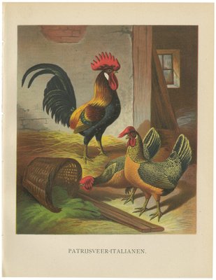 partridge rooster
