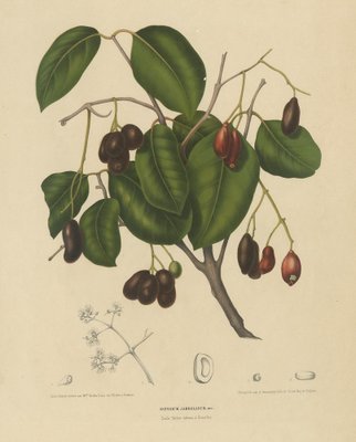 java plum fruit drawing