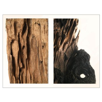 Teak roots for sale store