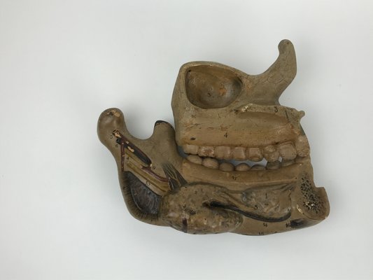 Mandibula Humana