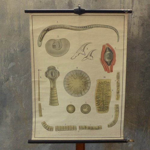 Vintage Educational Tapeworm Anatomy Chart, 1930s for sale at Pamono
