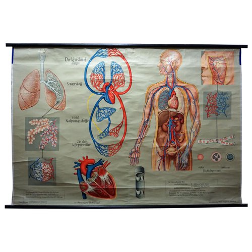 Medical Poster Rollable Wall Chart Respiration Blood Circulation for ...