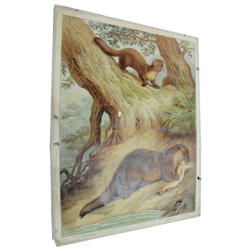Old Vintage Country Style Weasel Otter Poster Print Wall Chart for sale ...