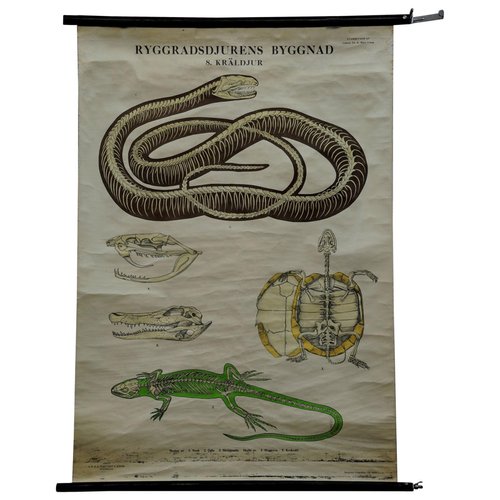 Tableau mural Vintage Skeleton of Reptiles Snake Lizard Turtle ...
