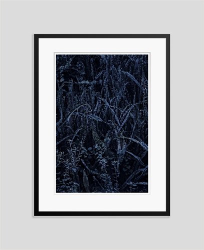 Stuart Möller, Felce scura, 2020, Fotografia a colori in vendita su Pamono