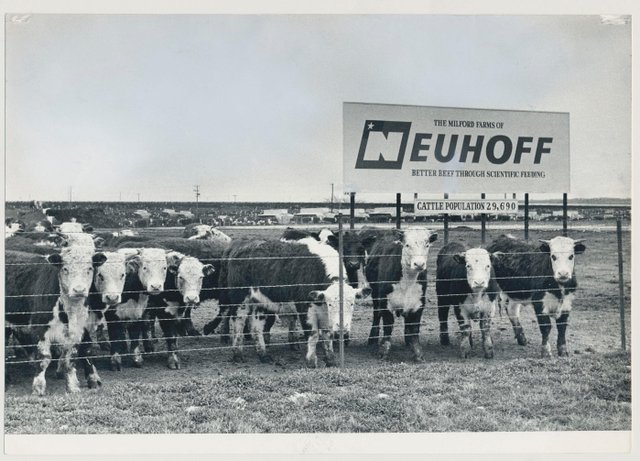 Cows, USA, 1960s, Black and White Photograph for sale at Pamono