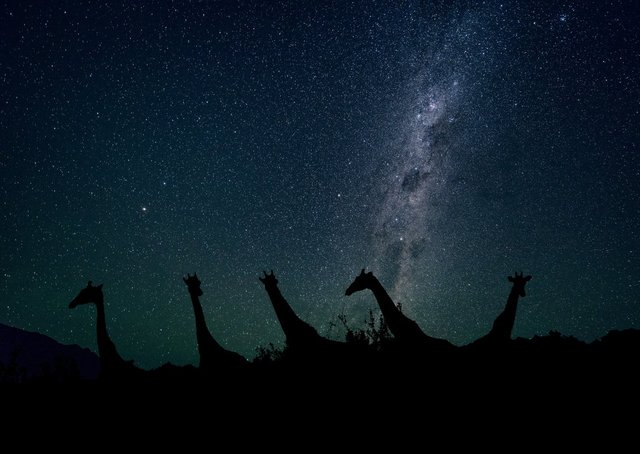 Arctic-Images, Giraffes Under Starry Skies, Namibia, Africa, Photograph ...