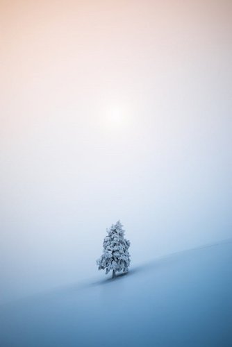 Borchee, Christmas Tree, Photographic Paper for sale at Pamono