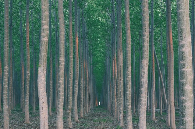 Mint Images, A Plantation of Poplar Trees, Photographic Paper for sale ...