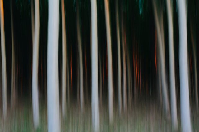 Mint Images, A Plantation of Poplar Trees, Photographic Paper for sale ...