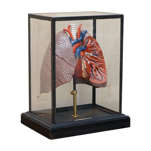 Anatomisches Vintage Modell der menschlichen Lunge in Vitrine bei ...