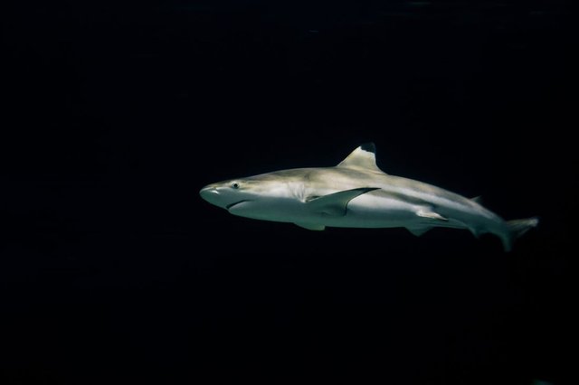 Ruijie Shao / Eyeem, Close-Up of Shark Swimming Undersea, Photographic ...