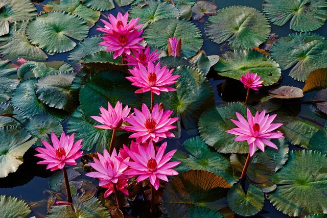 Tuul & Bruno Morandi, Thailand, Sukhothai, Sukhothai Historical Park ...