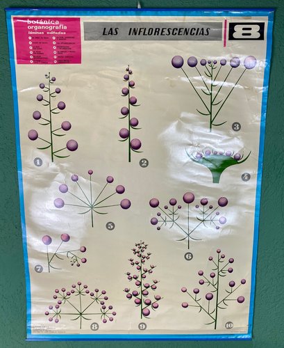 Vintage Plate the Inflorescences No. 8 Poster bei Pamono kaufen