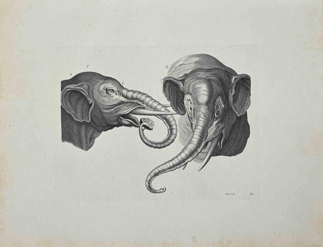Thomas Holloway, Elephants, Original Etching, 1810 for sale at Pamono