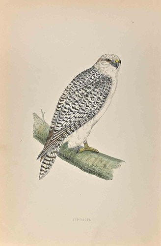 Alexander Francis Lydon, Jer-Falcon, Woodcut Print, 1870 for sale at Pamono