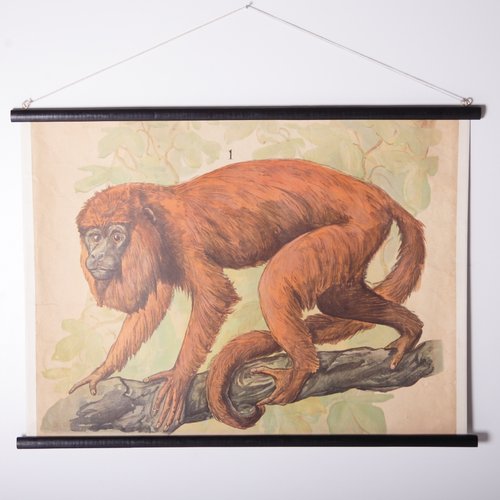 Red Hair Monkey School Poster, 1910s for sale at Pamono