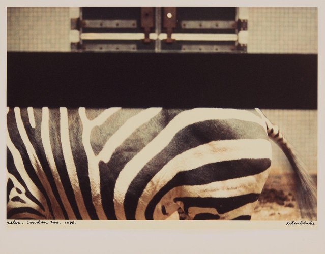 Peter Blake, Zebra, London Zoo, 1980, Chromogenic Photographic Print ...