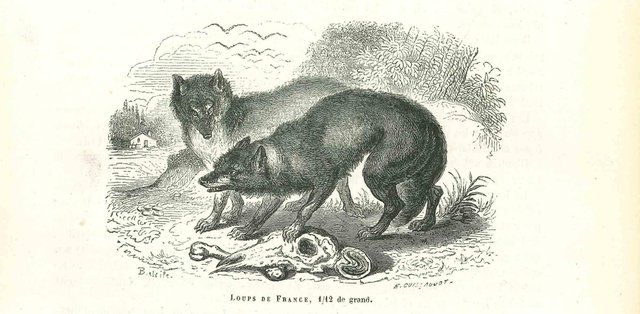 Paul Gervais, The Wolves, Lithographie, 1854 bei Pamono kaufen