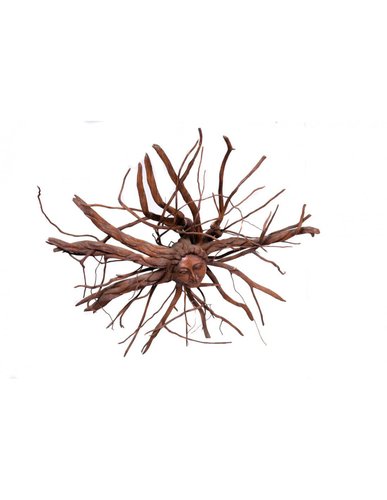 Carved Acacia Root Depicting the Spirit of Nature for sale at Pamono